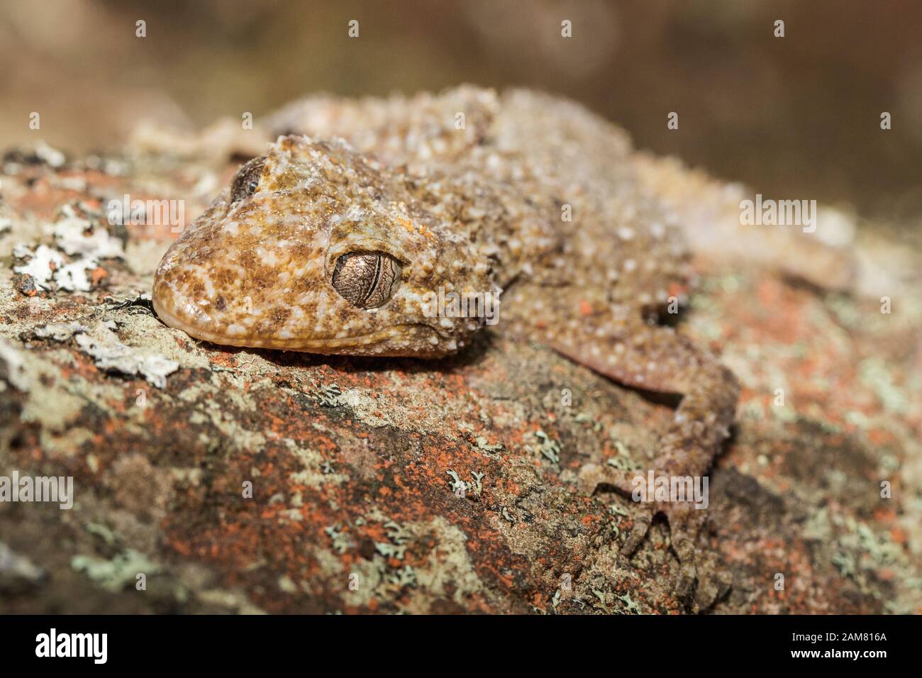 Leaf tailed gecko australia hi-res stock photography and images - Alamy