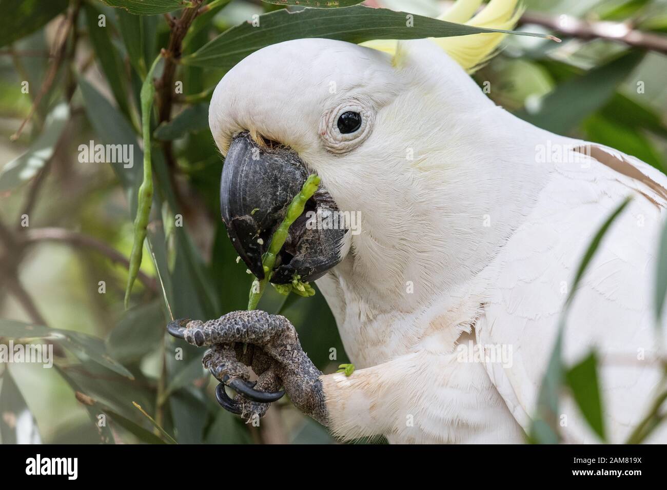 Wattle seed hi-res stock photography and images - Alamy