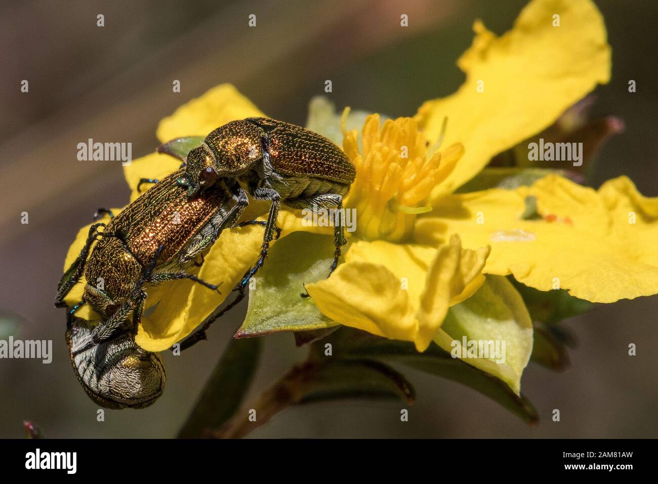 Small beetles hi-res stock photography and images - Alamy