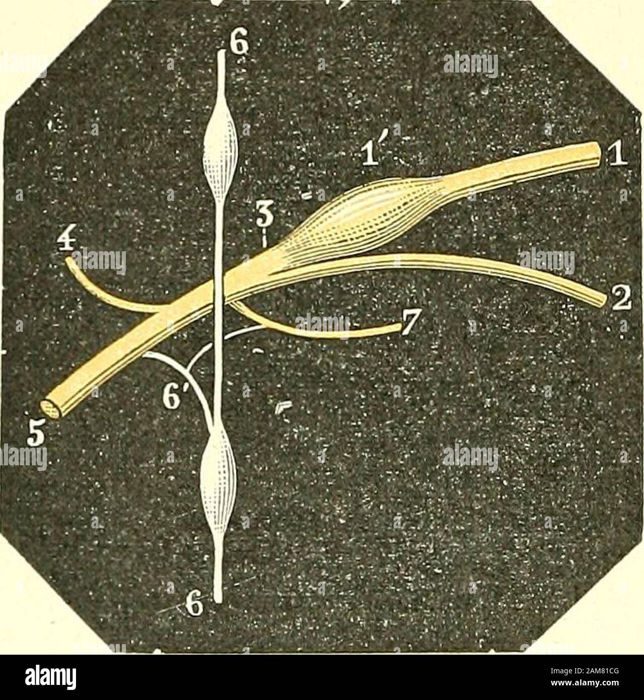 Nerf récurrent hi-res stock photography and images - Alamy