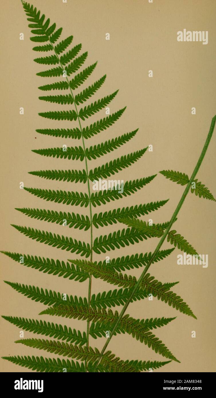 Polypodium Aureum High Resolution Stock Photography and Images - Alamy