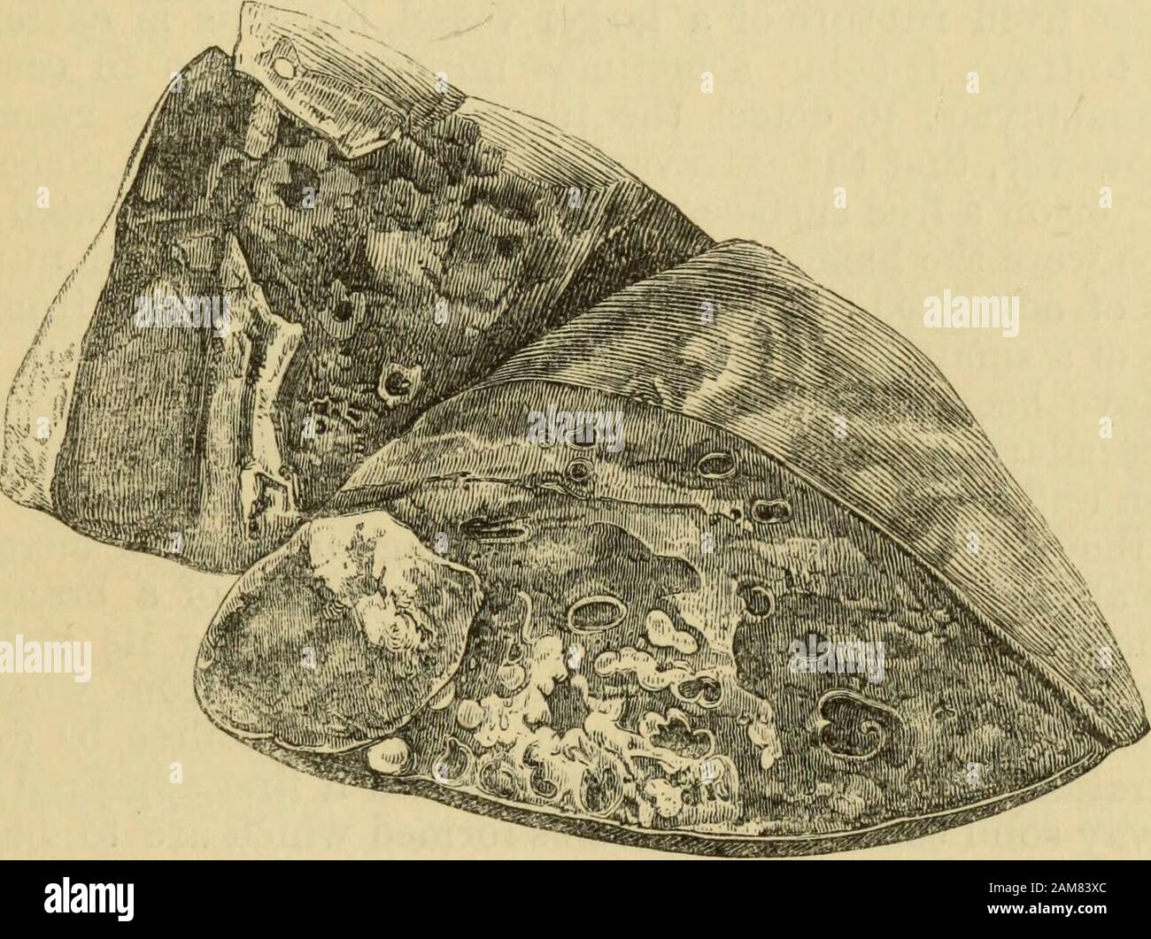 P brane hi-res stock photography and images - Alamy