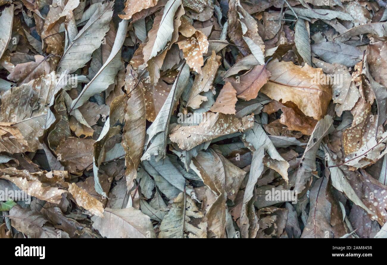 dry leaves background with daylight Stock Photo - Alamy