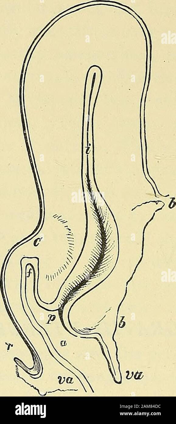 Peritoneum the bladder hi-res stock photography and images - Alamy