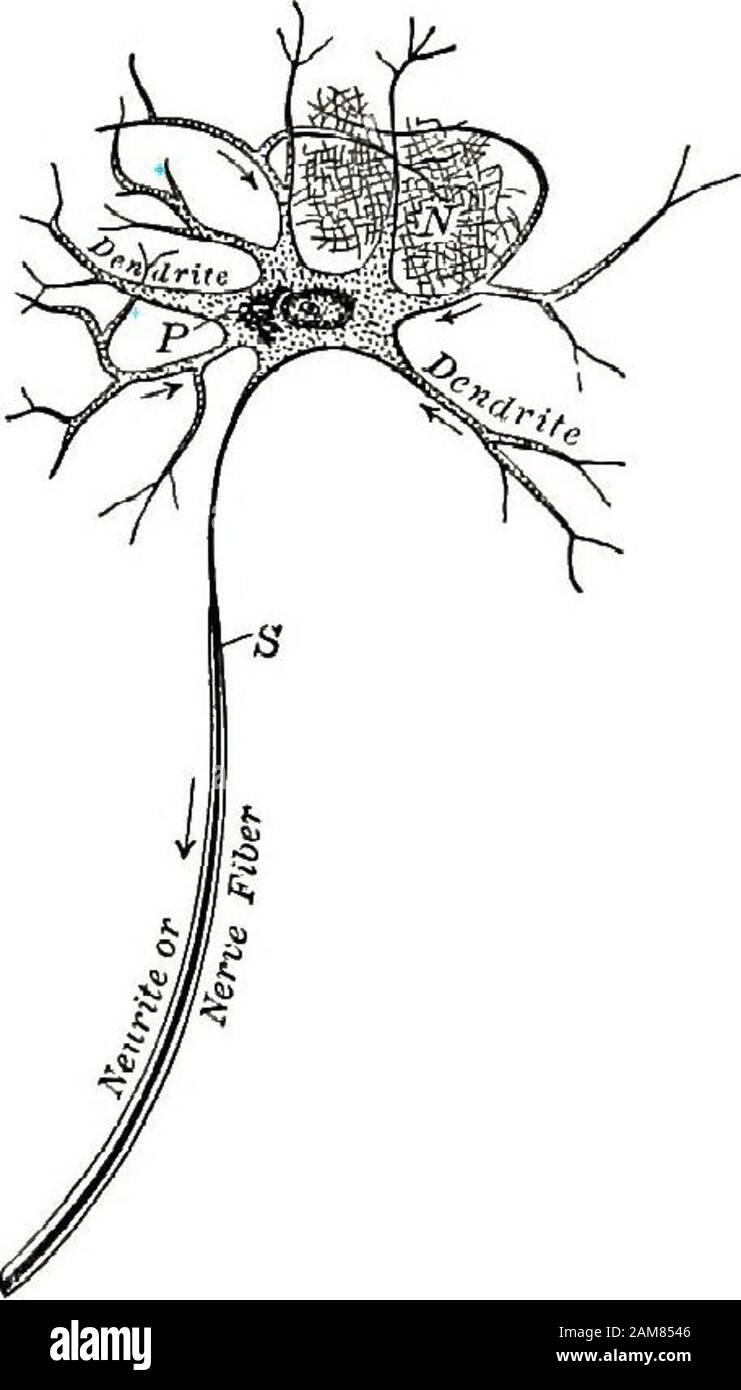 Proto tree Cut Out Stock Images & Pictures - Alamy