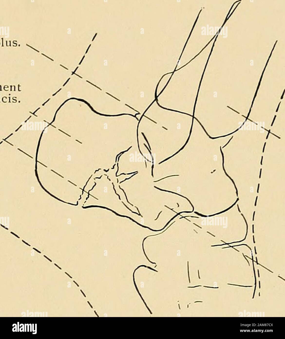 Right foot x ray hi-res stock photography and images - Alamy
