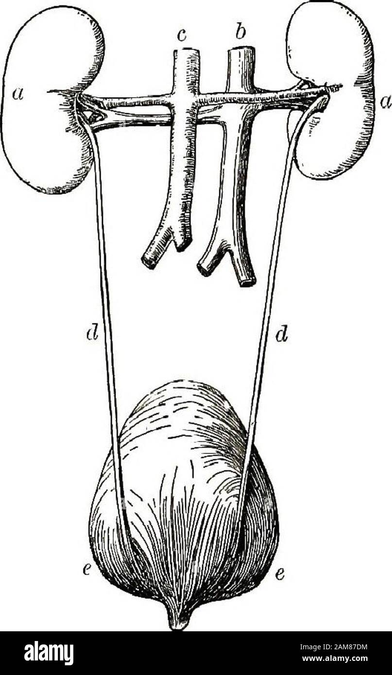 Capillary tube with blood cells hi-res stock photography and images - Alamy