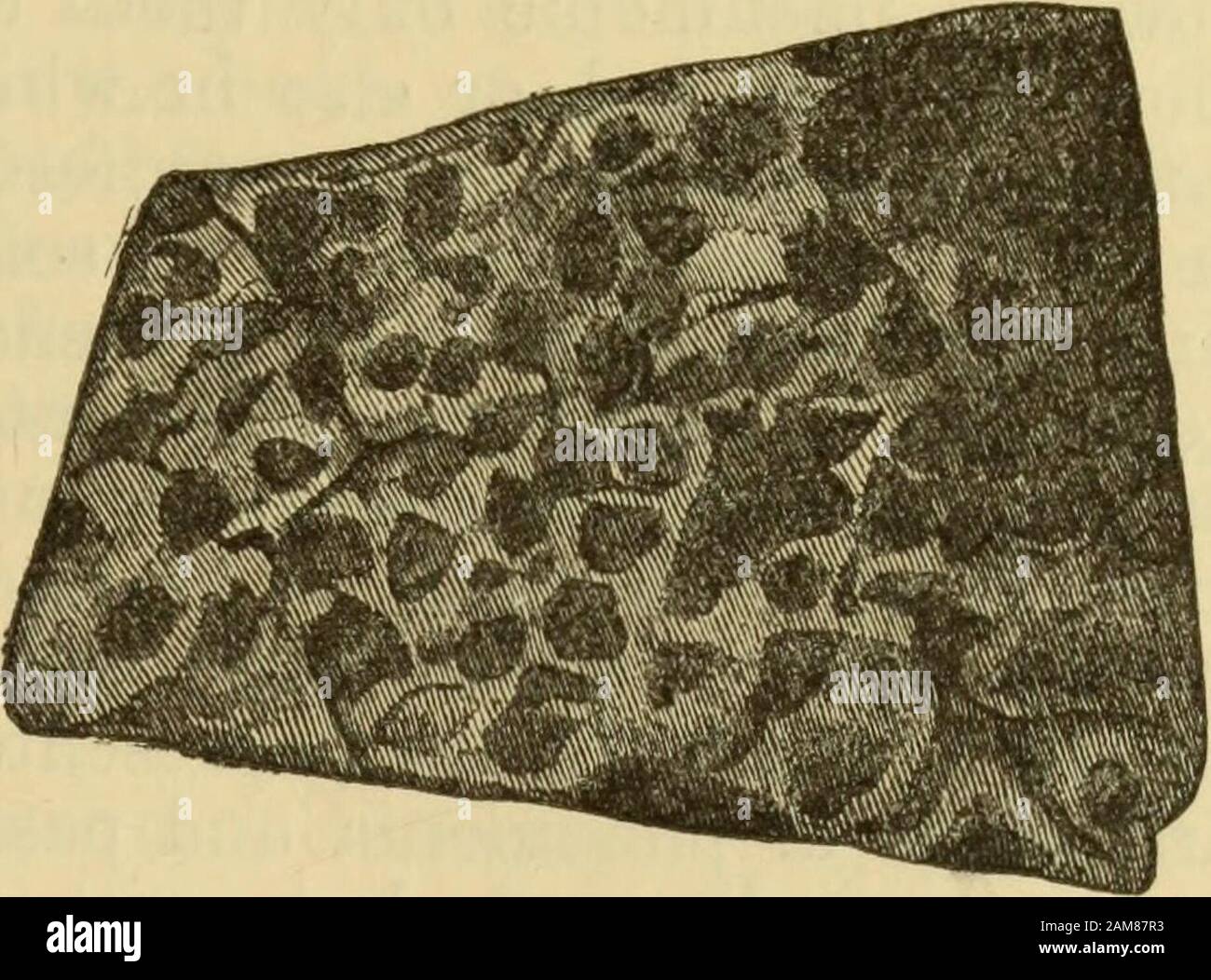 Pleuro pneumonia hi-res stock photography and images - Alamy