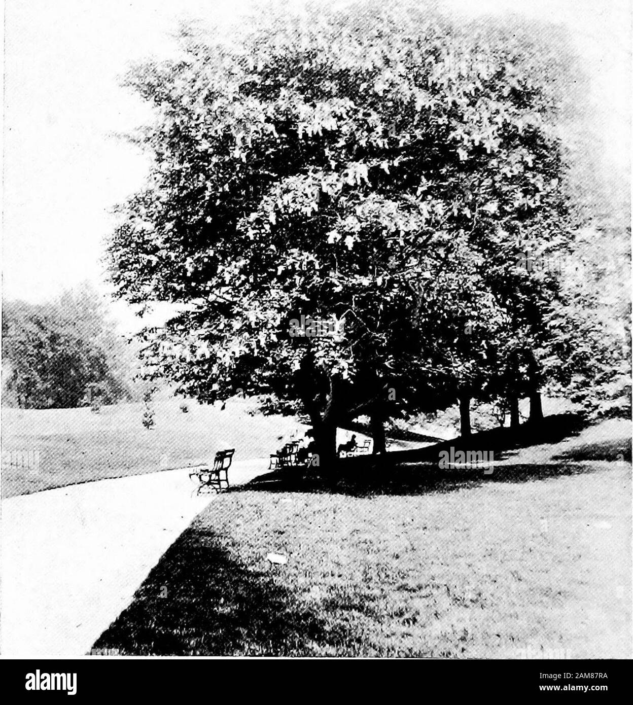 Three lobed maple Black and White Stock Photos & Images - Alamy