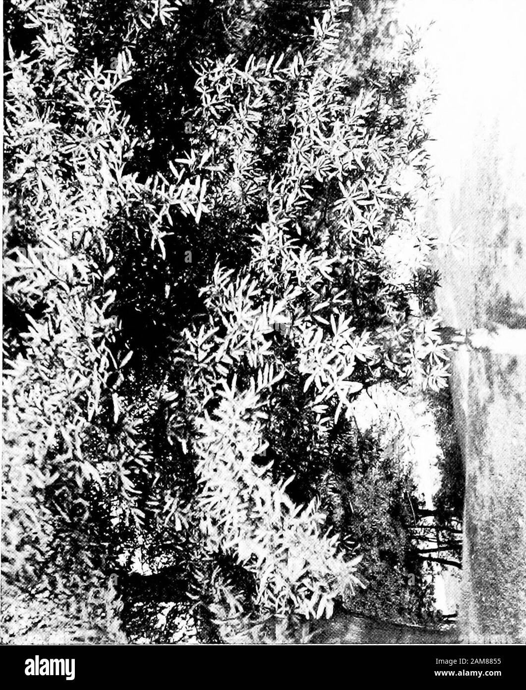 Sleepy willow Black and White Stock Photos & Images - Alamy