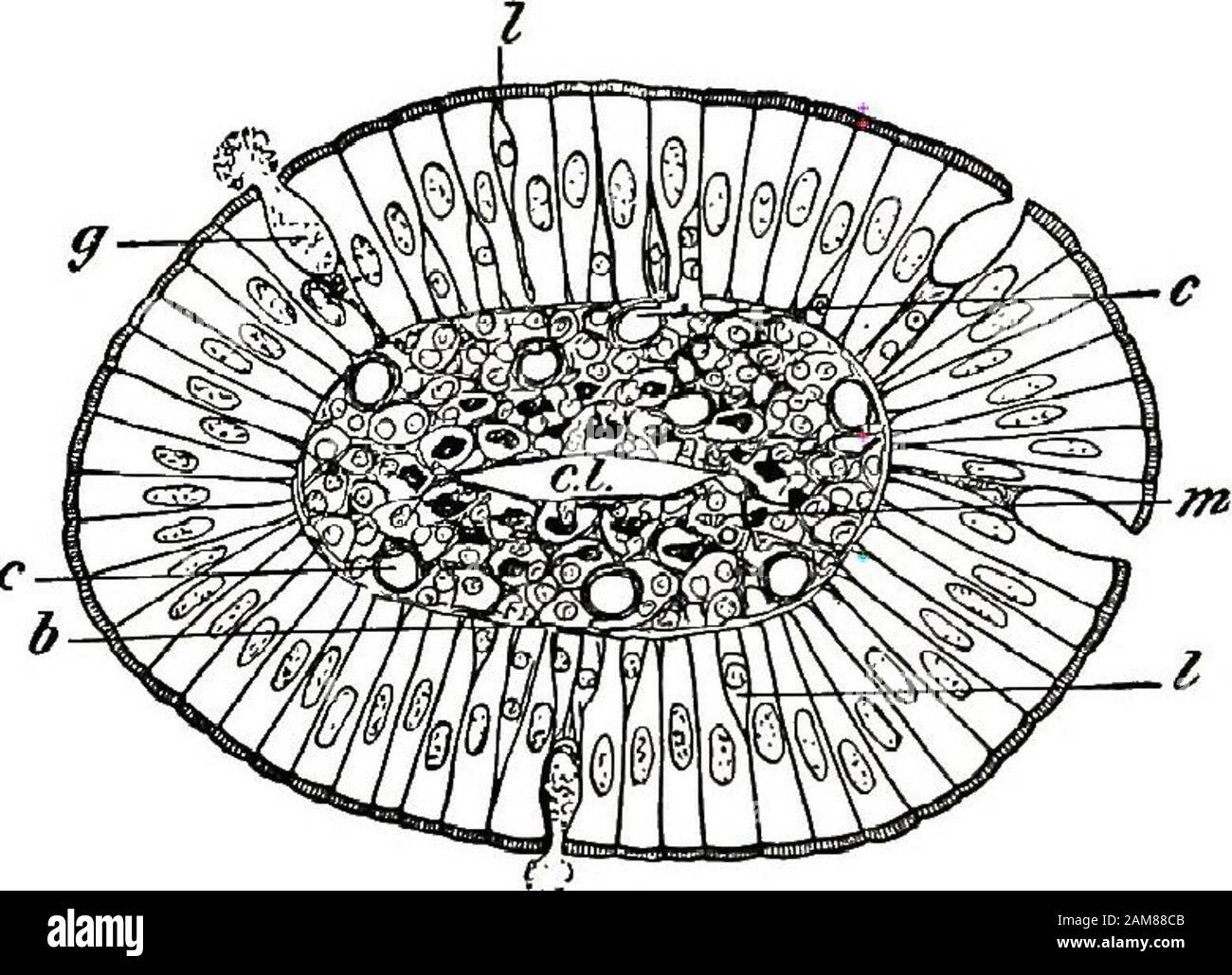 One way membrane Cut Out Stock Images & Pictures - Alamy