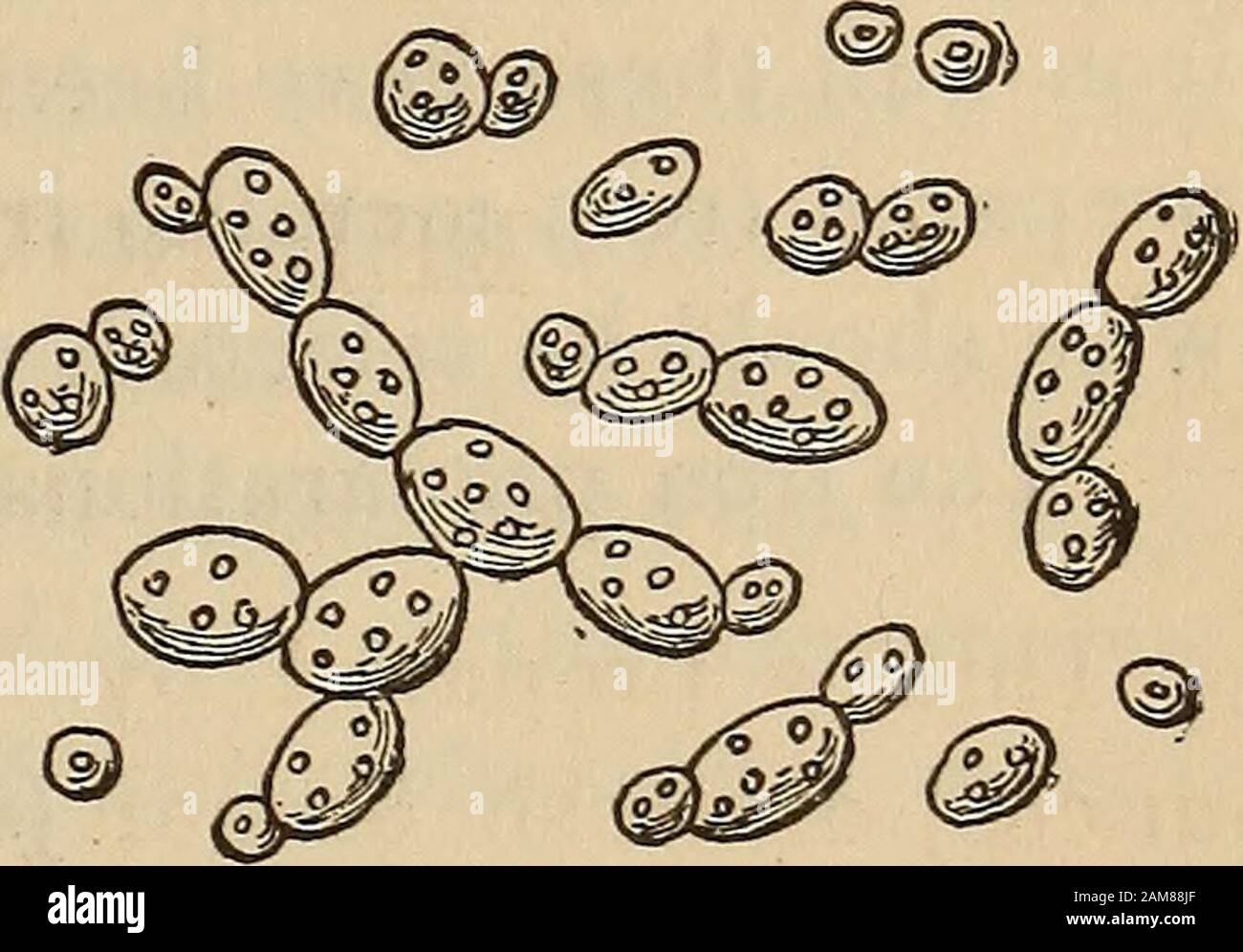 Bitter taste test hi-res stock photography and images - Alamy