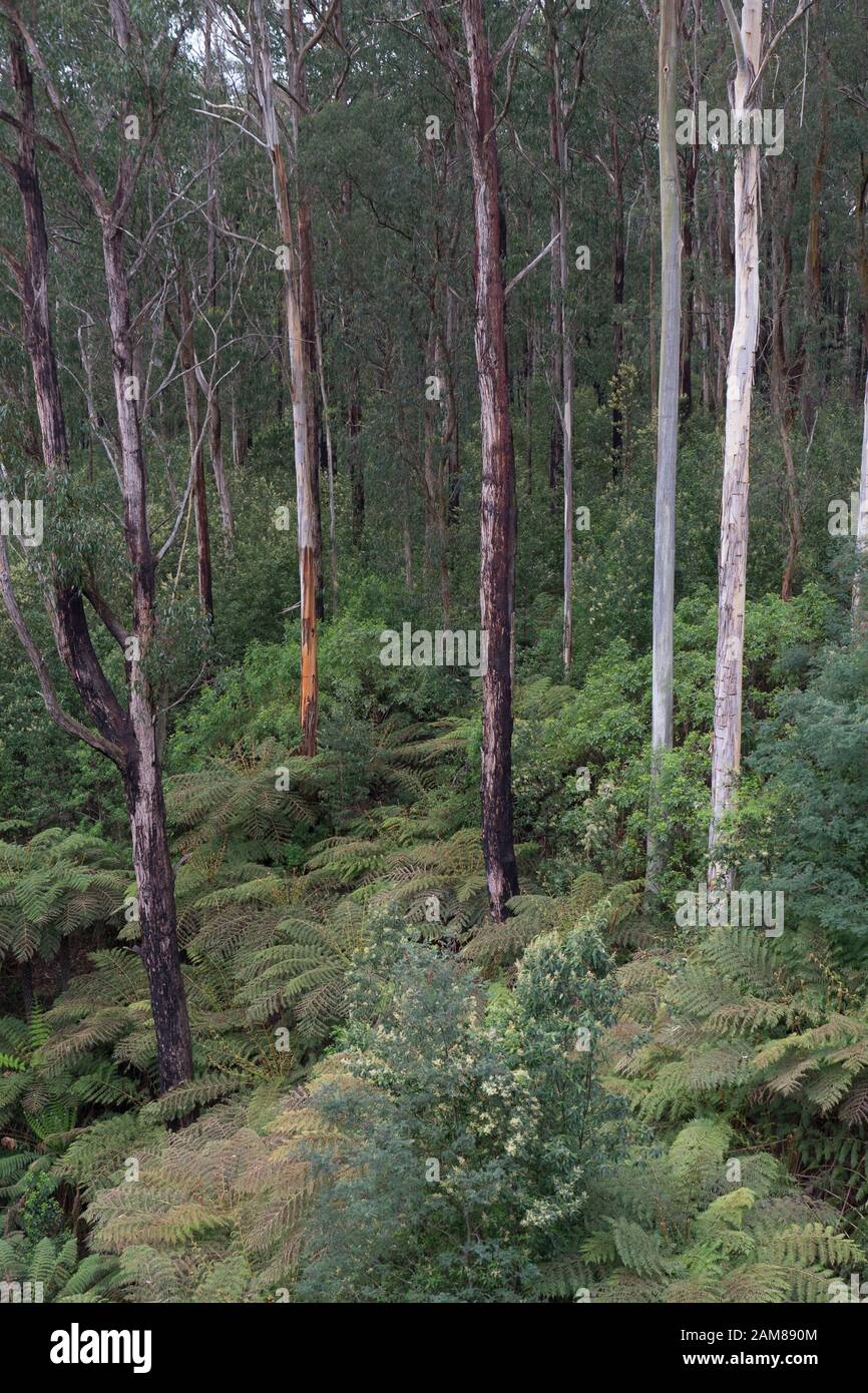 East australian native hi-res stock photography and images - Alamy