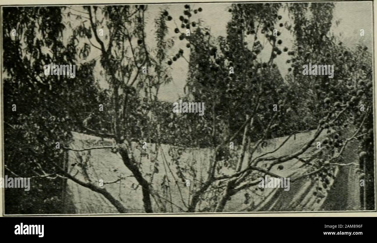 Agriculture for beginners . Fig. 134. Peach Mummies Stock Photo - Alamy