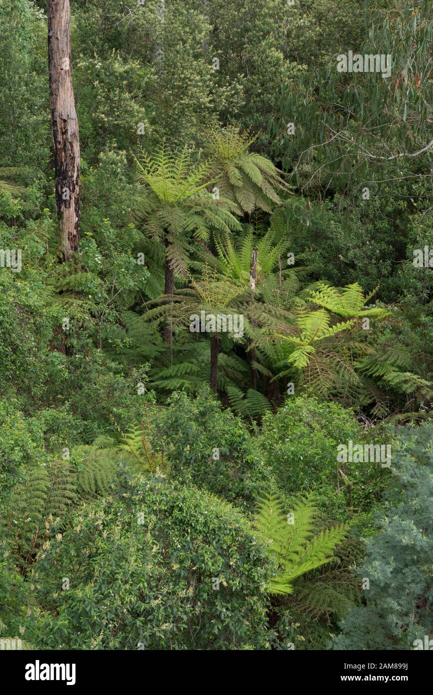 East australian native hi-res stock photography and images - Alamy