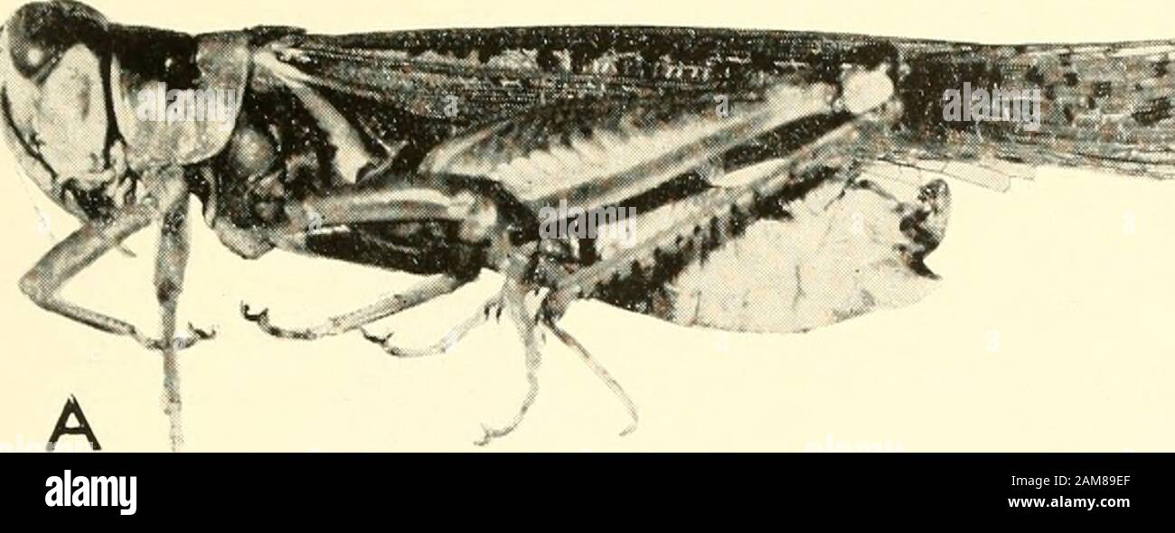 ''devastator'' hi-res stock photography and images - Alamy