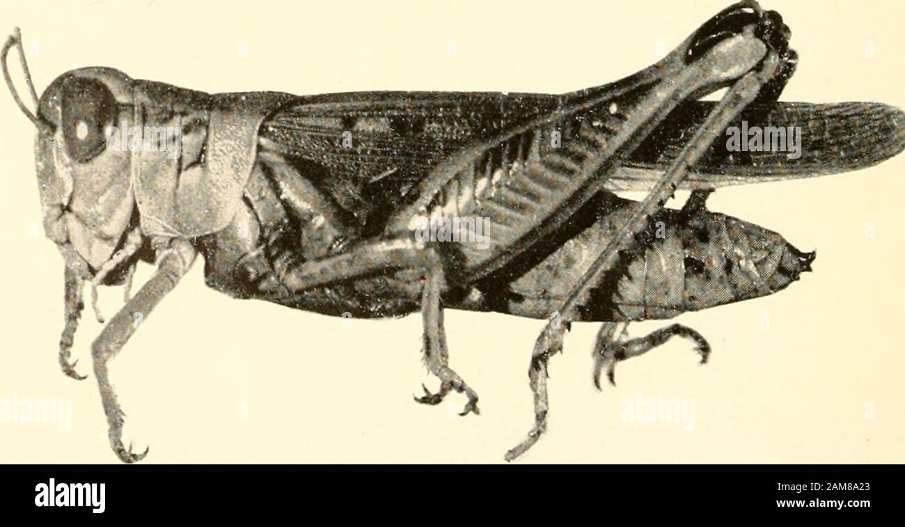 Melanoplus devastator hi-res stock photography and images - Alamy