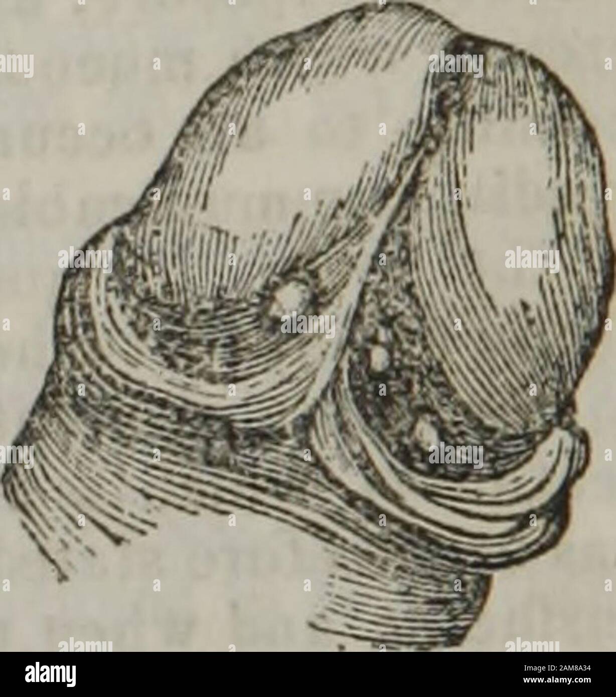 Porneiopathology : a popular treatise on venereal and other diseases of ...