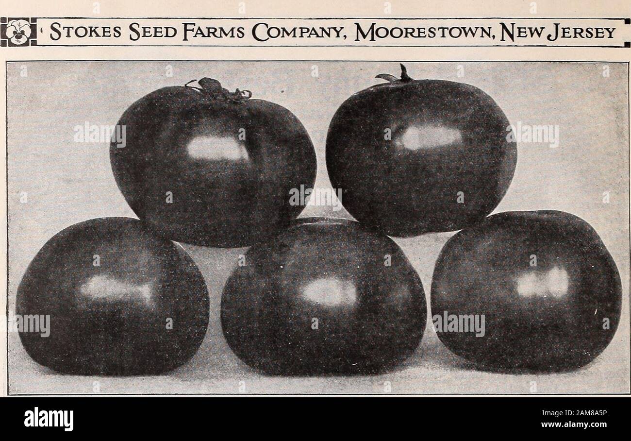 Stokes seeds : 1918 . stokes Bonny Best Tomatoes (reduced one-third ...