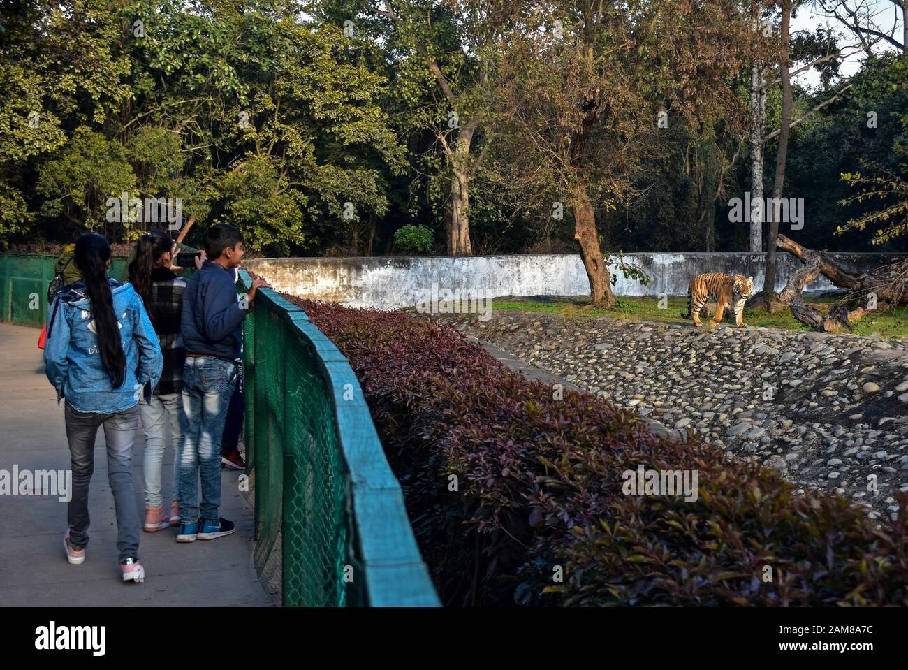 Visitors watch a tiger at Chhatbir Zoo, a zoological park constructed ...