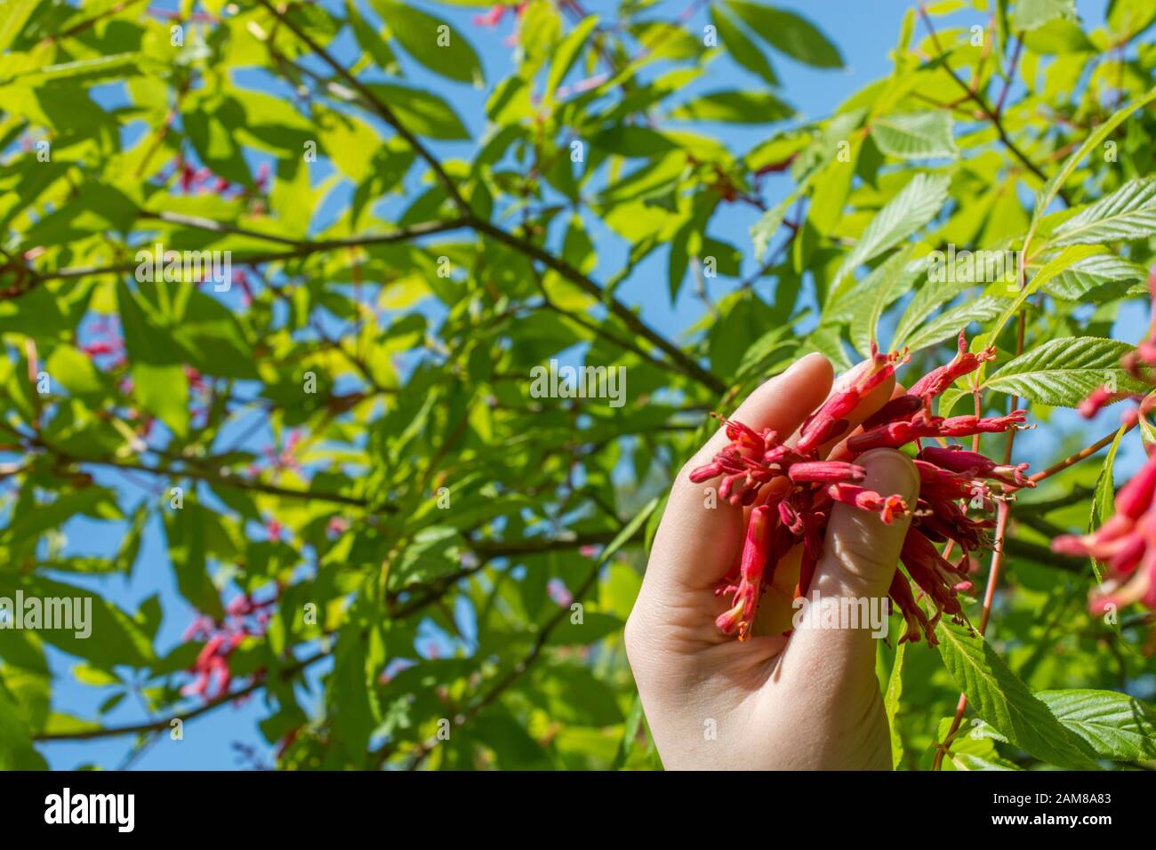 Hand holding Beautiful colorful natural spring flowers Stock Photo - Alamy