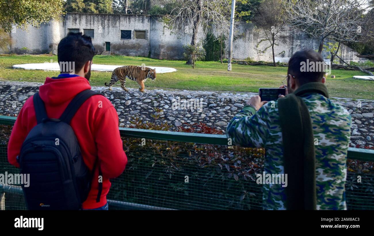 Visitors watch a tiger at Chhatbir Zoo, a zoological park constructed in the 1970s and home to a ...