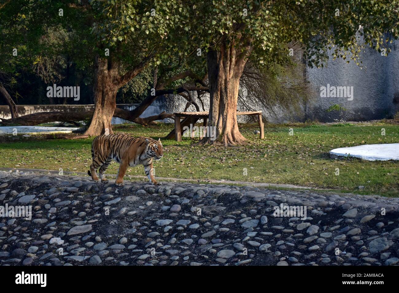 A tiger at Chhatbir Zoo, a zoological park constructed in the 1970s and ...