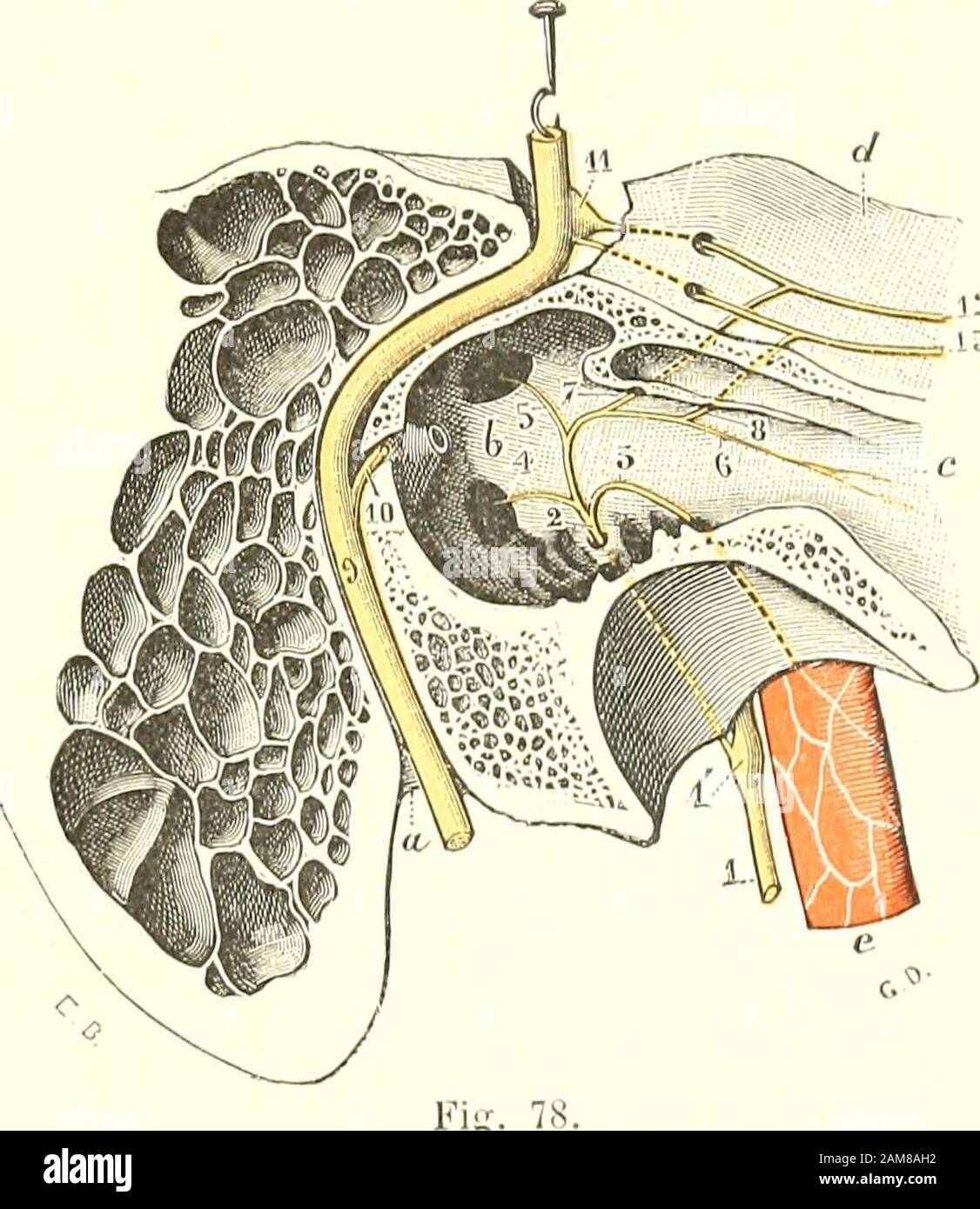 Traité d'anatomie humaine . fois bien dicrii en ISIS par .Iacobson ...