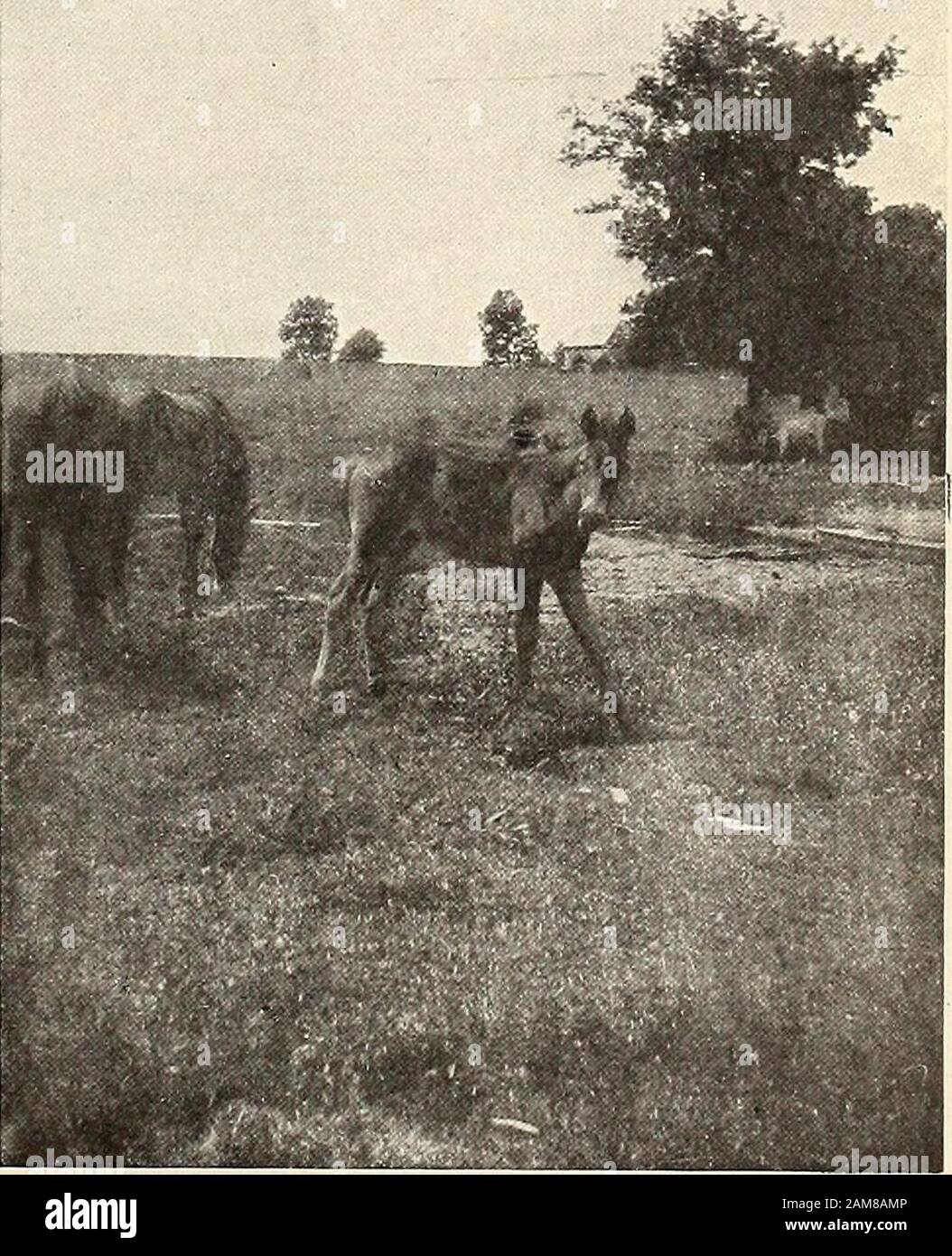 Squatters cabin hi-res stock photography and images - Alamy