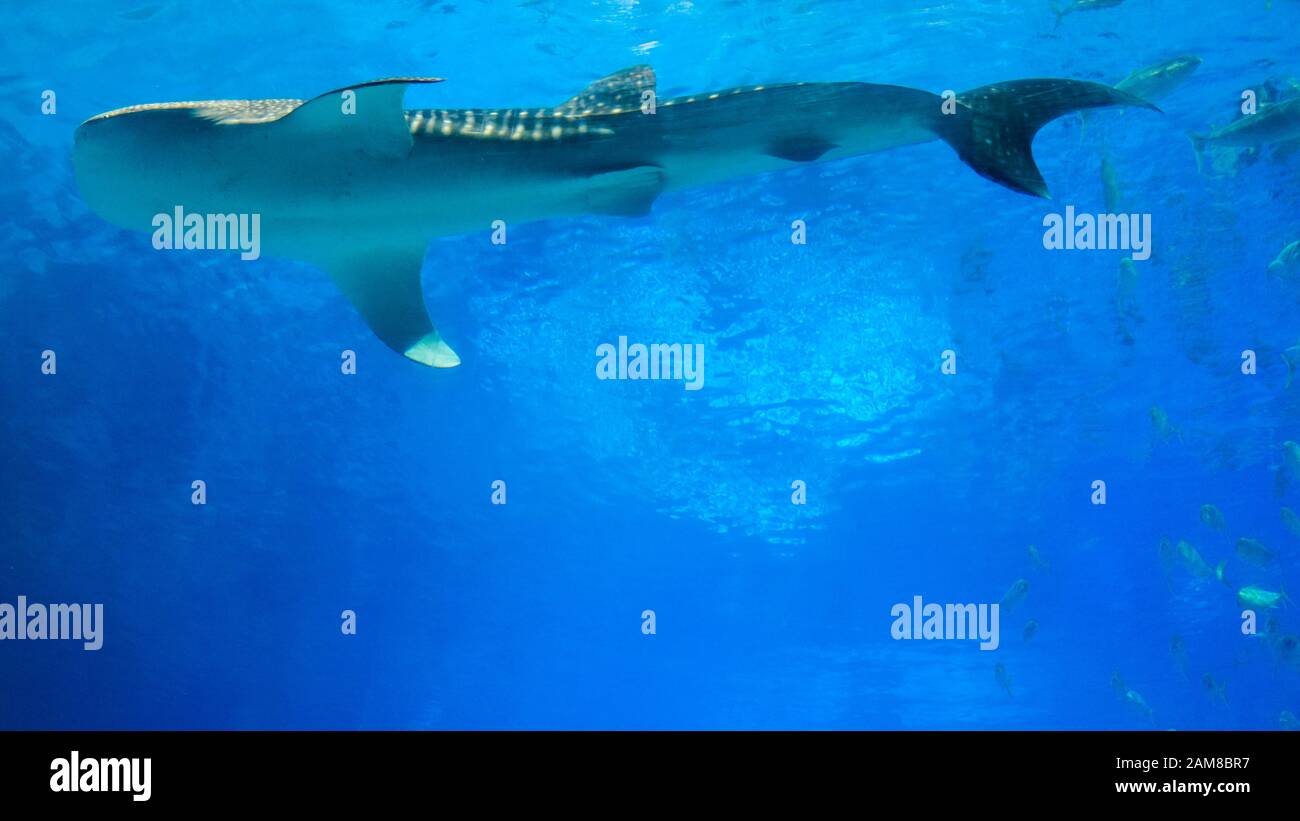 Whale shark in aquarium. It's a slow-moving, filter-feeding carpet ...