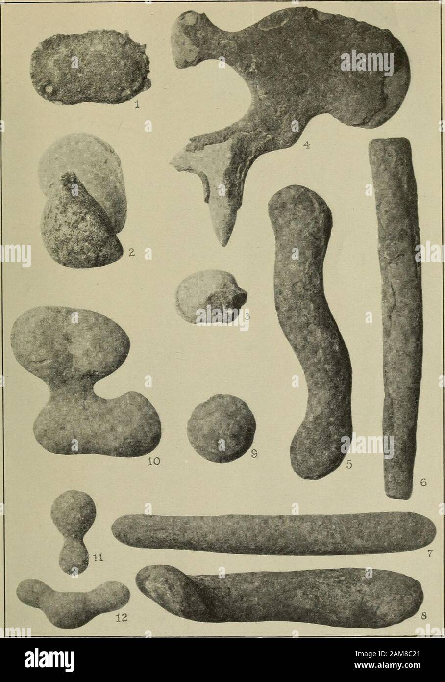 Bulletin of the Geological Society of America . e. Specimen number 2 ...