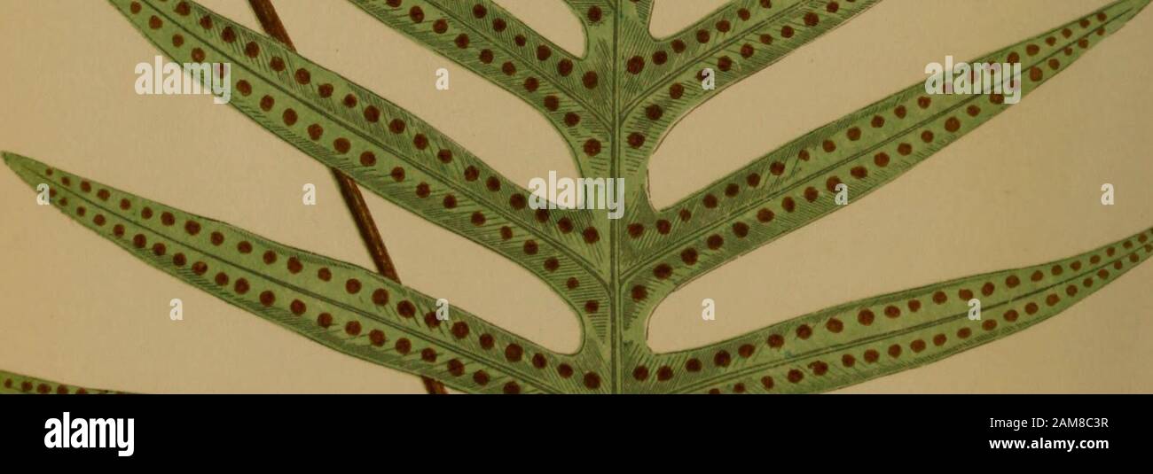 British and exotic ferns hi-res stock photography and images - Alamy