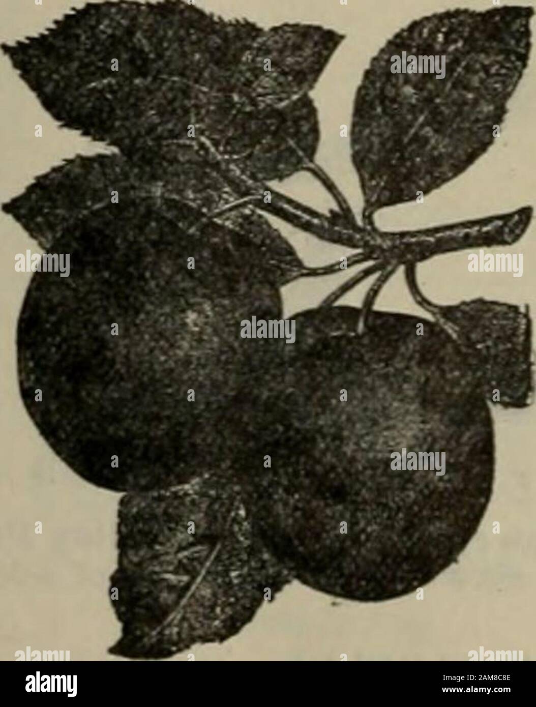 Tobacco virginia planter hi-res stock photography and images - Alamy