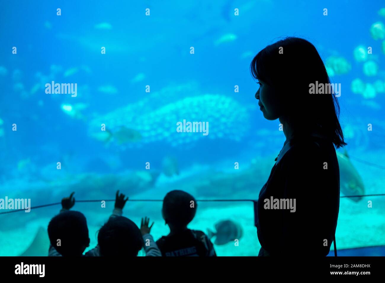 Chimelong aquarium hi-res stock photography and images - Alamy