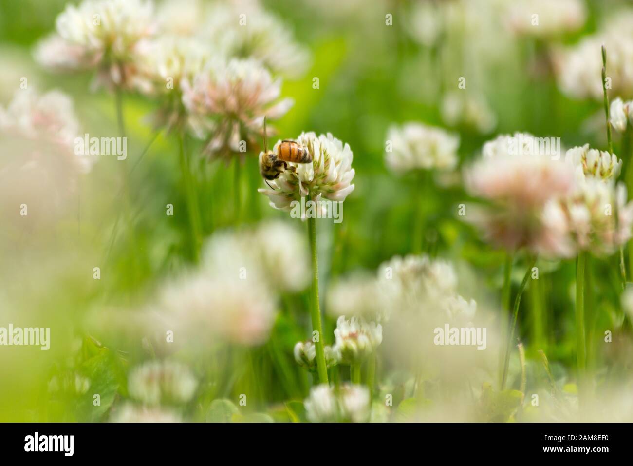 Wild bee gathering pollen in a grassy field Stock Photo - Alamy