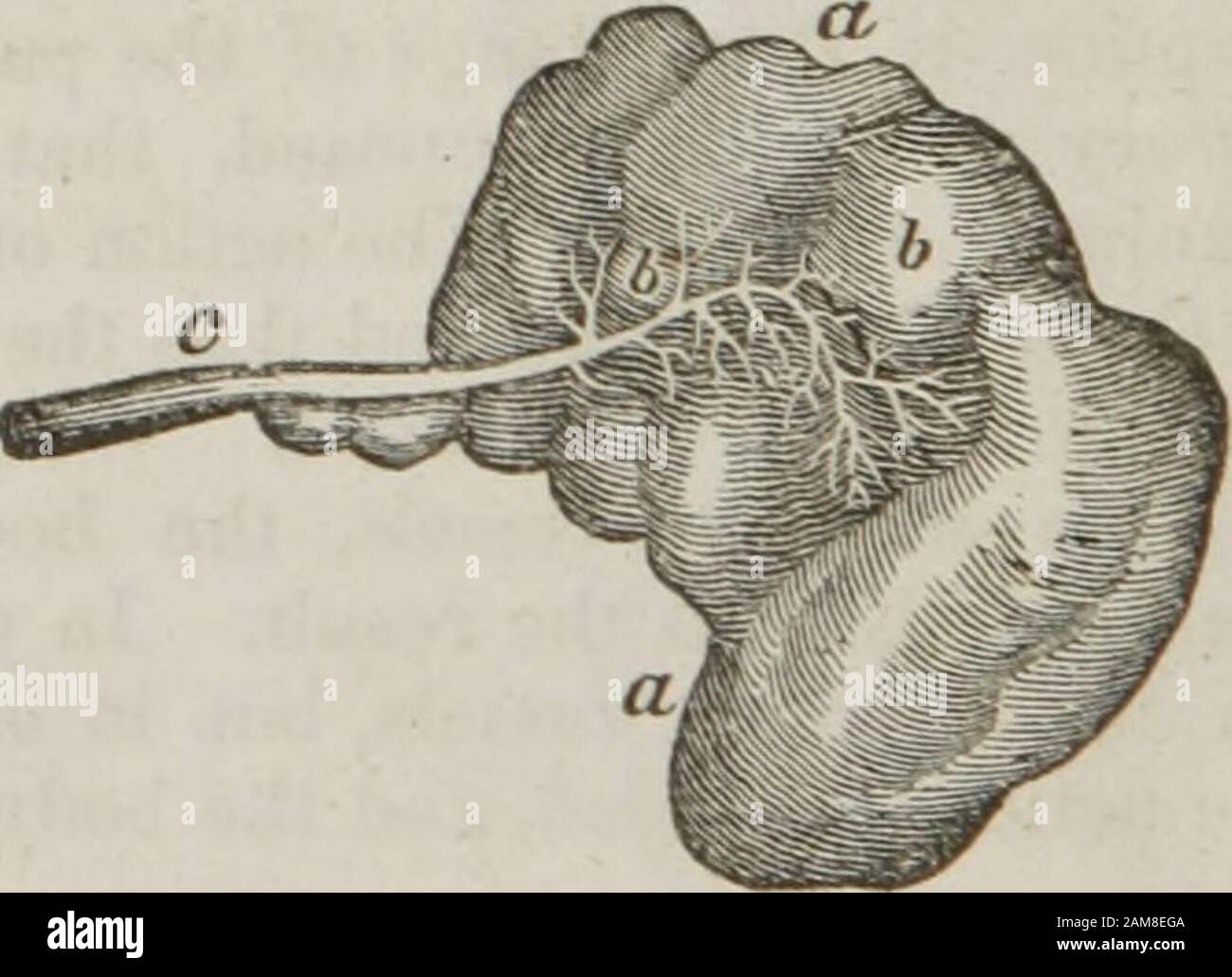 Respiratory secretions hi-res stock photography and images - Alamy
