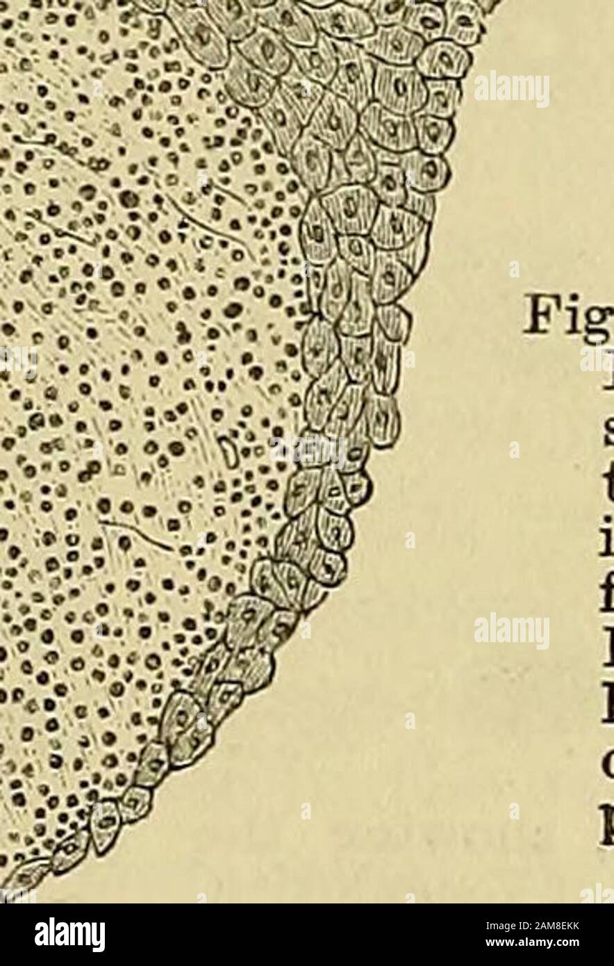 A system of surgery . fig. 37.—Granulations from the Surface of aWound ...