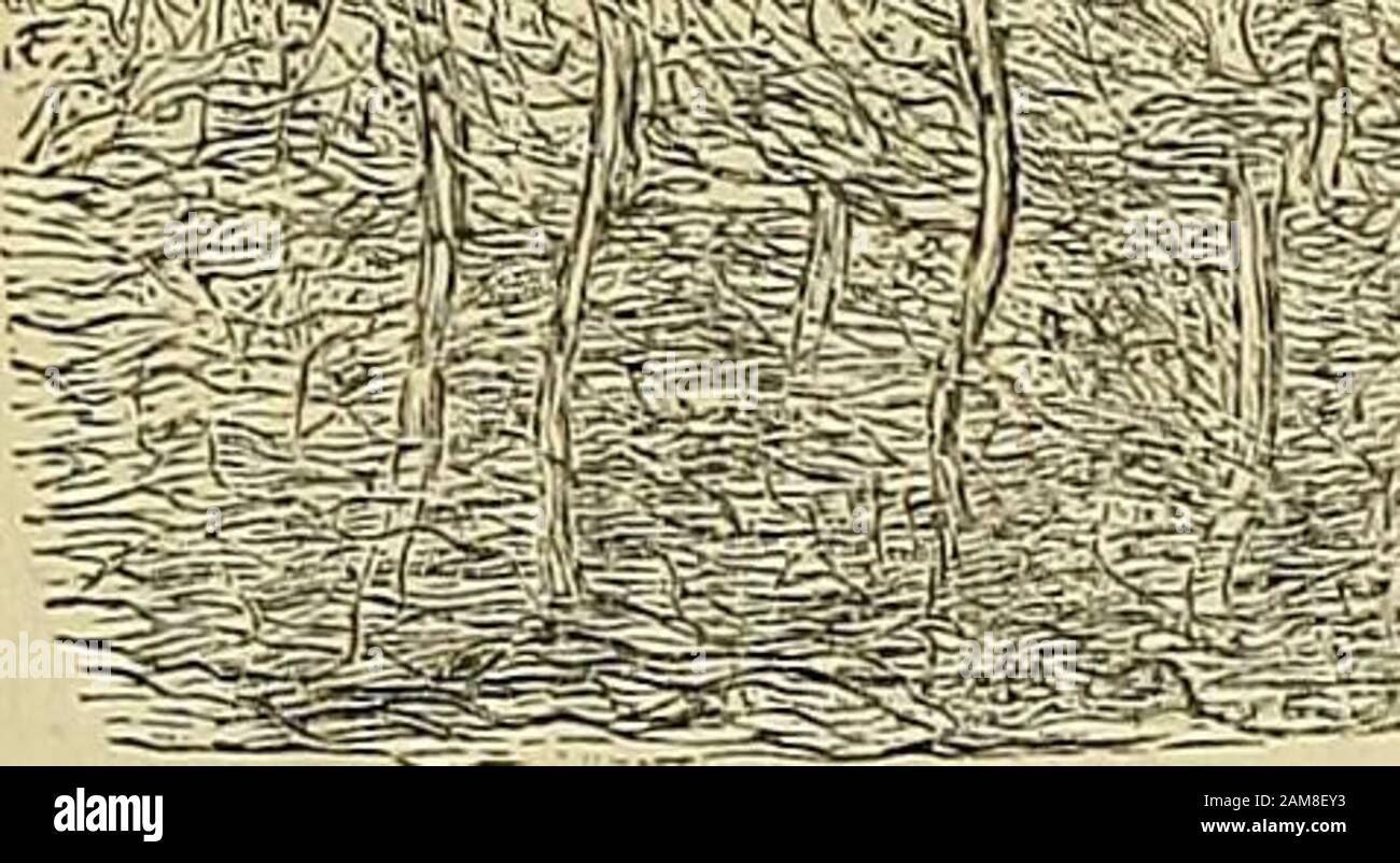 A system of surgery . (Figs. 36, 37). These granulations go on ...
