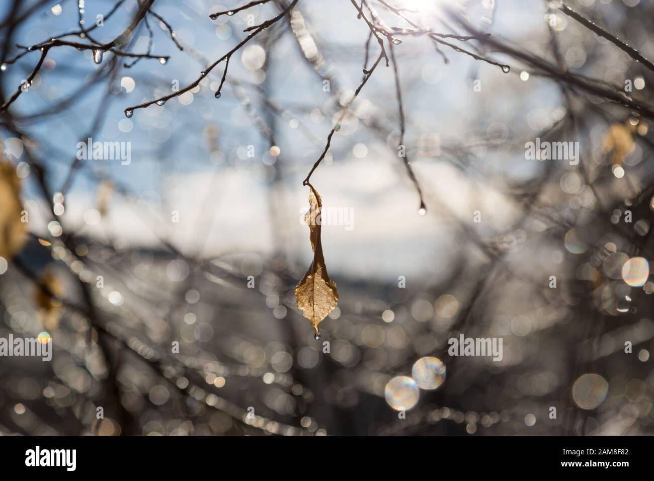 Melting tree hi-res stock photography and images - Alamy