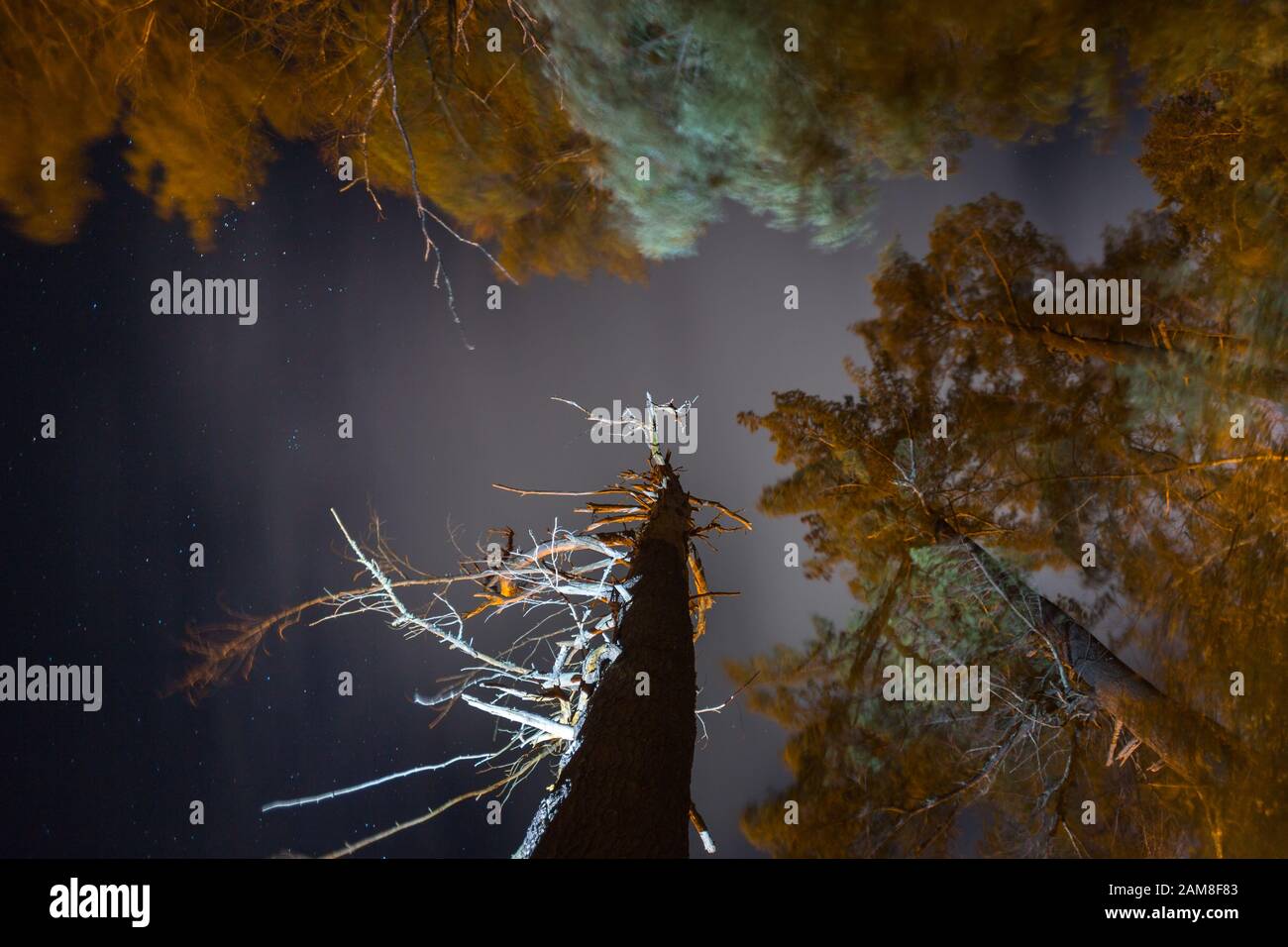 Night tree conifer hi-res stock photography and images - Alamy