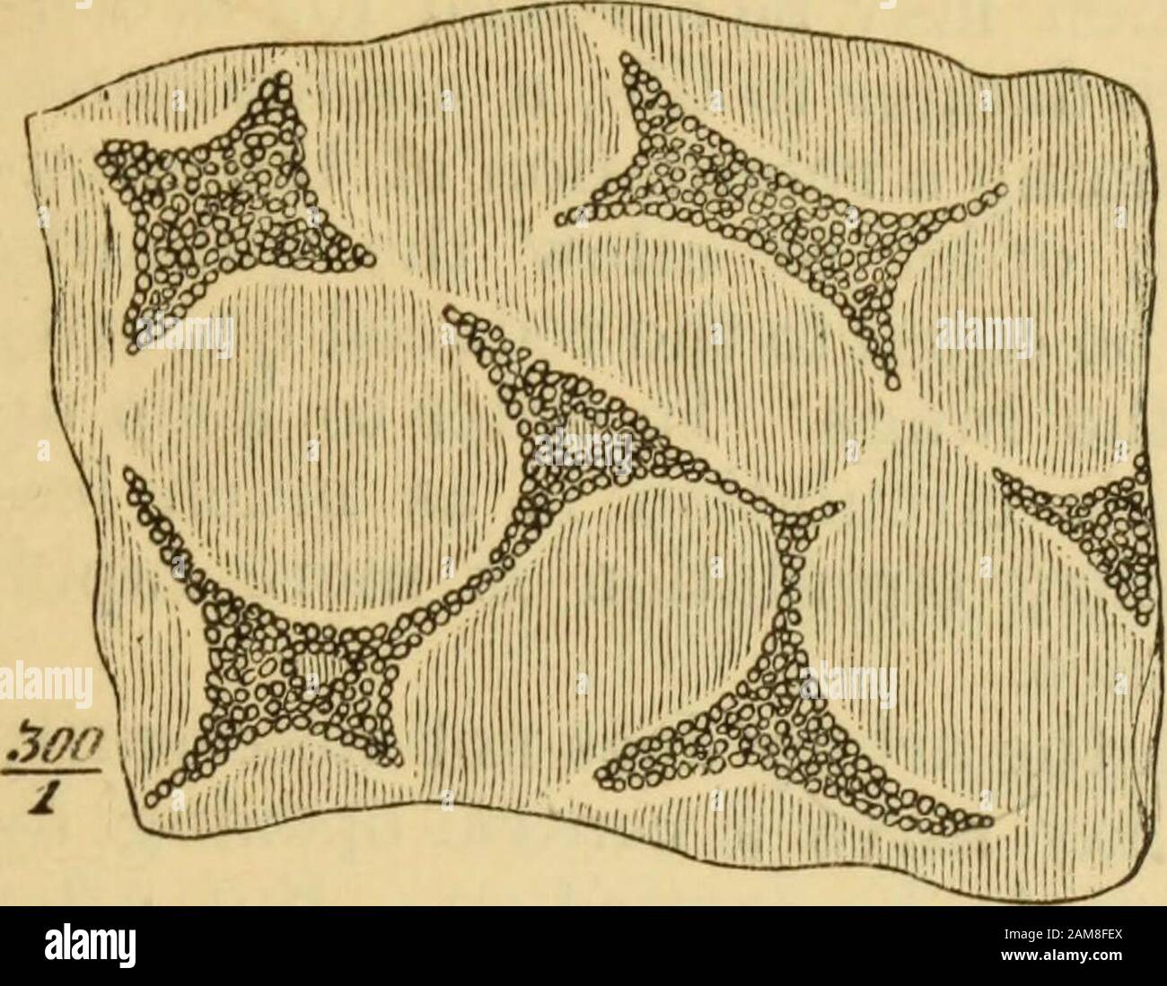Manual of pathological anatomy . n represented as one of ...