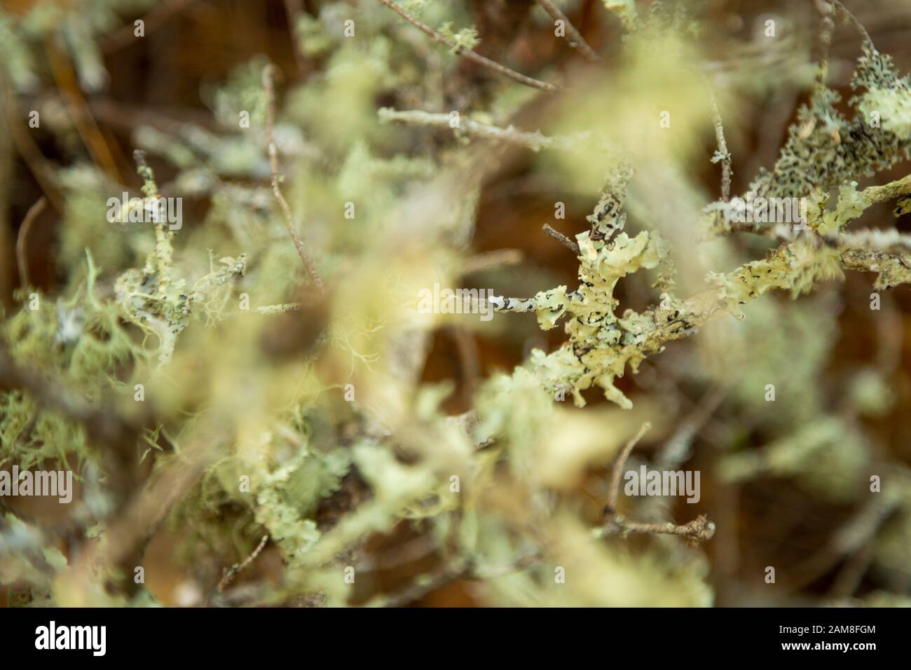 Fuzzy branches hi-res stock photography and images - Alamy