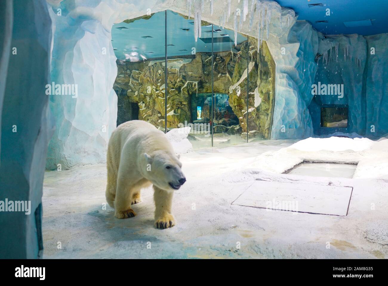 Zhuhai, China, November, 2018. The polar bear at Chimelong Ocean ...