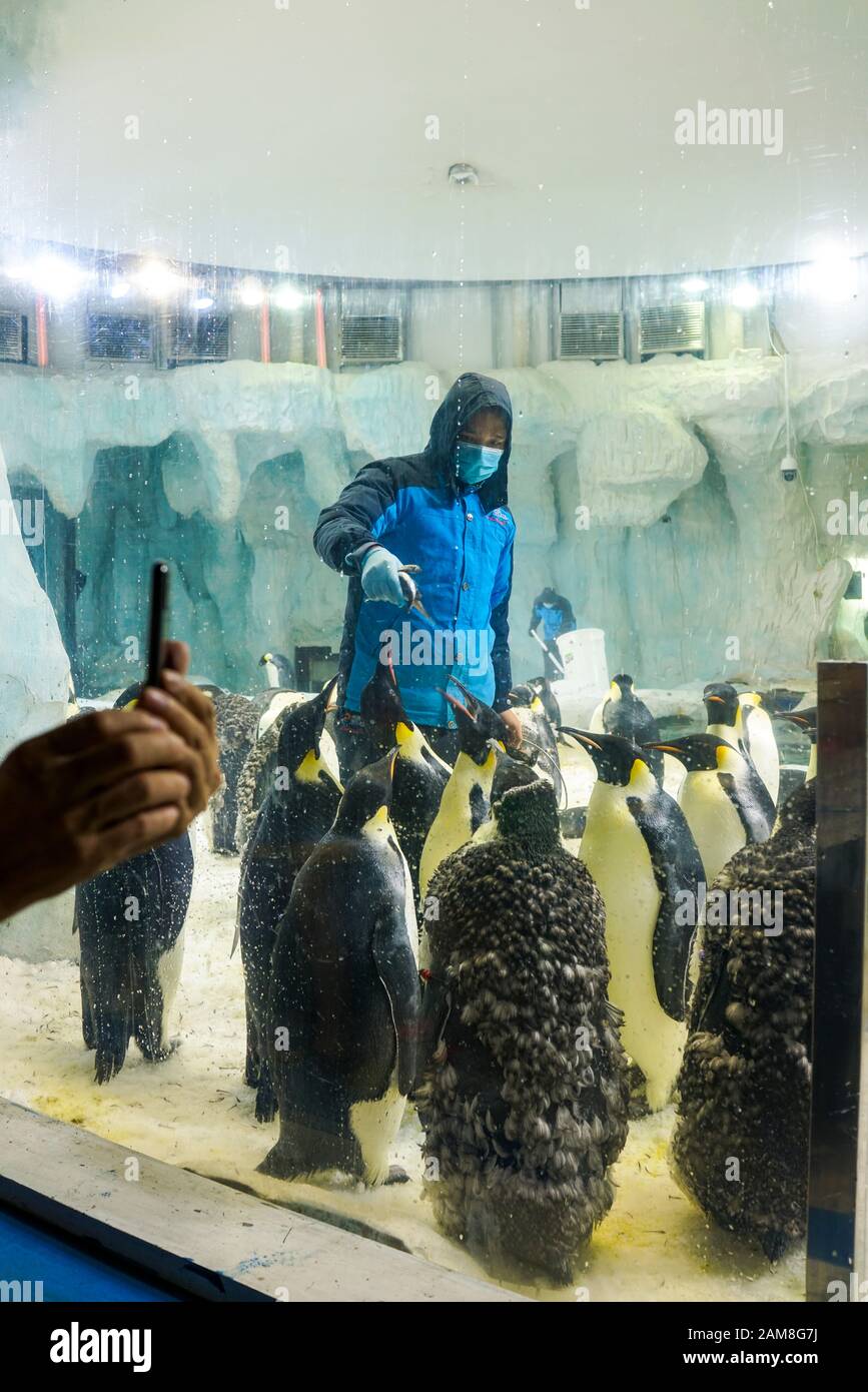 Zhuhai, China, November, 2018. Breeders is feeding the emperor penguins ...