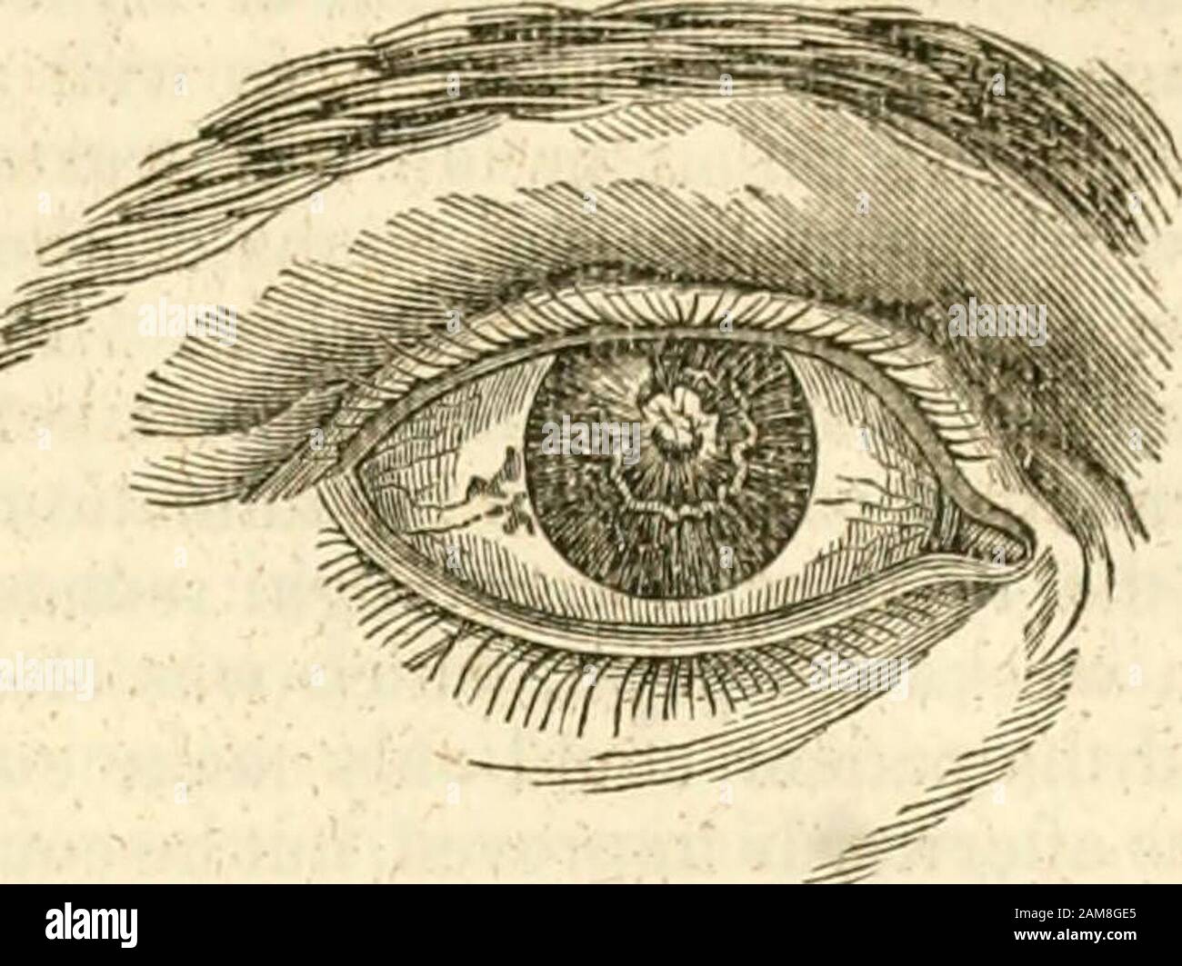 Contracted pupil hi-res stock photography and images - Alamy