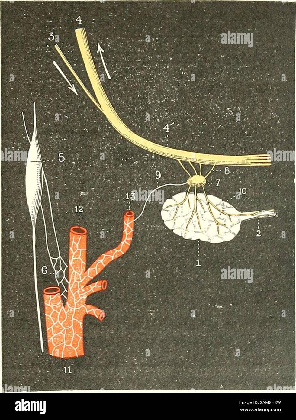 Ganglion sous maxillaire hi-res stock photography and images - Alamy