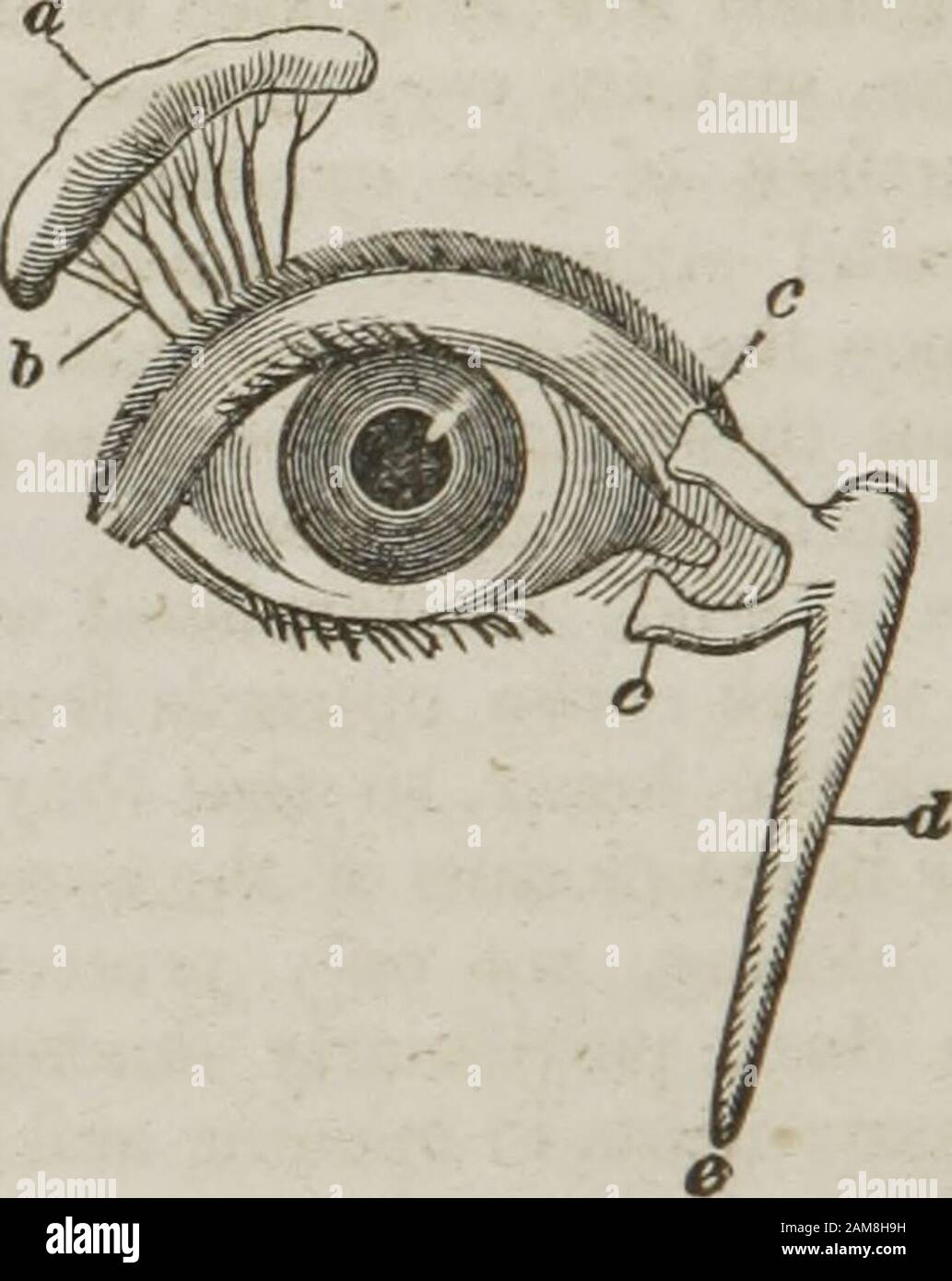 Anatomy and physiology : designed for academies and families . achrymal ...