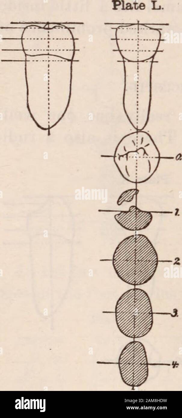 Rounded cusps hi-res stock photography and images - Alamy