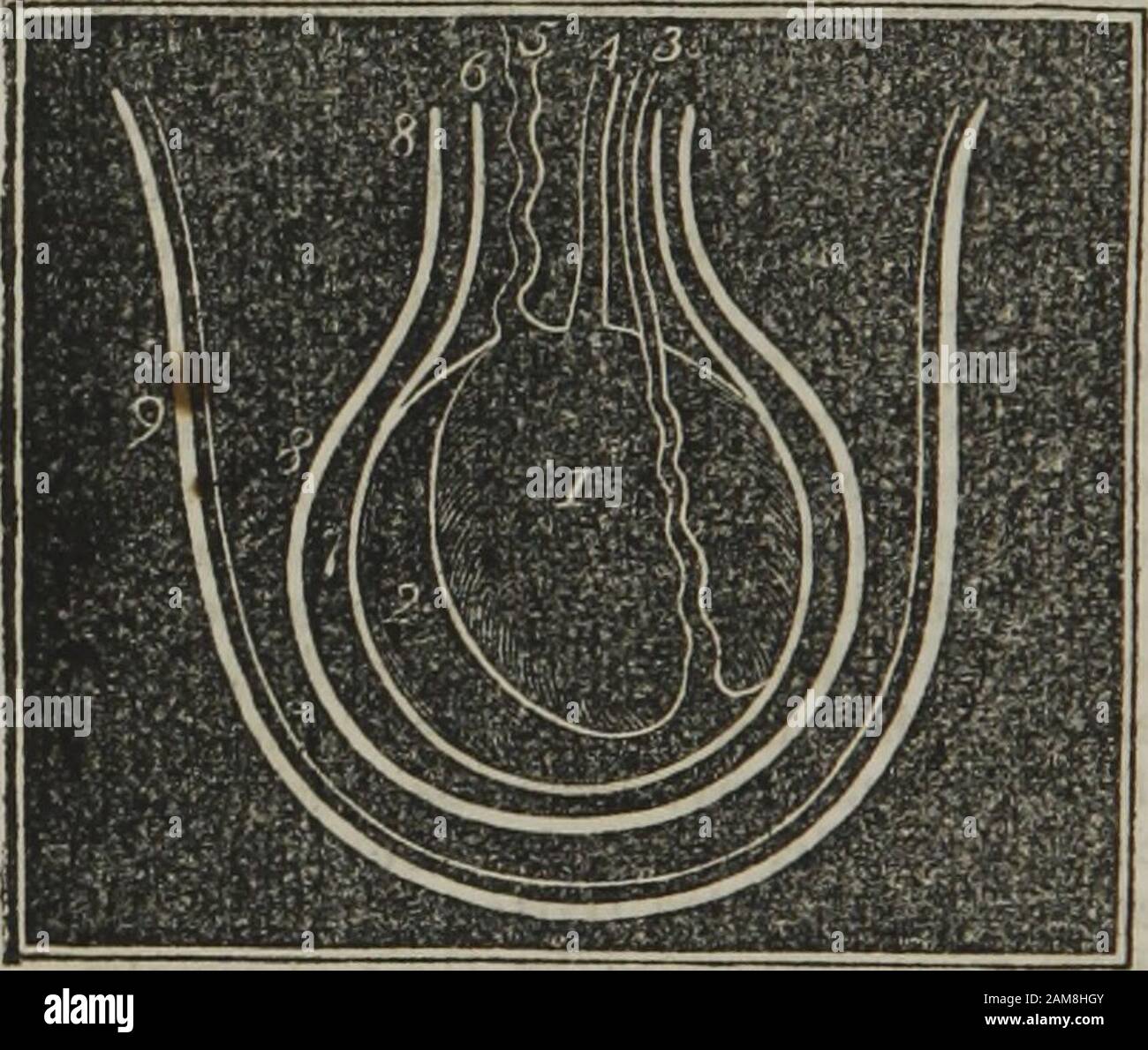 Cremaster muscle hi-res stock photography and images - Alamy