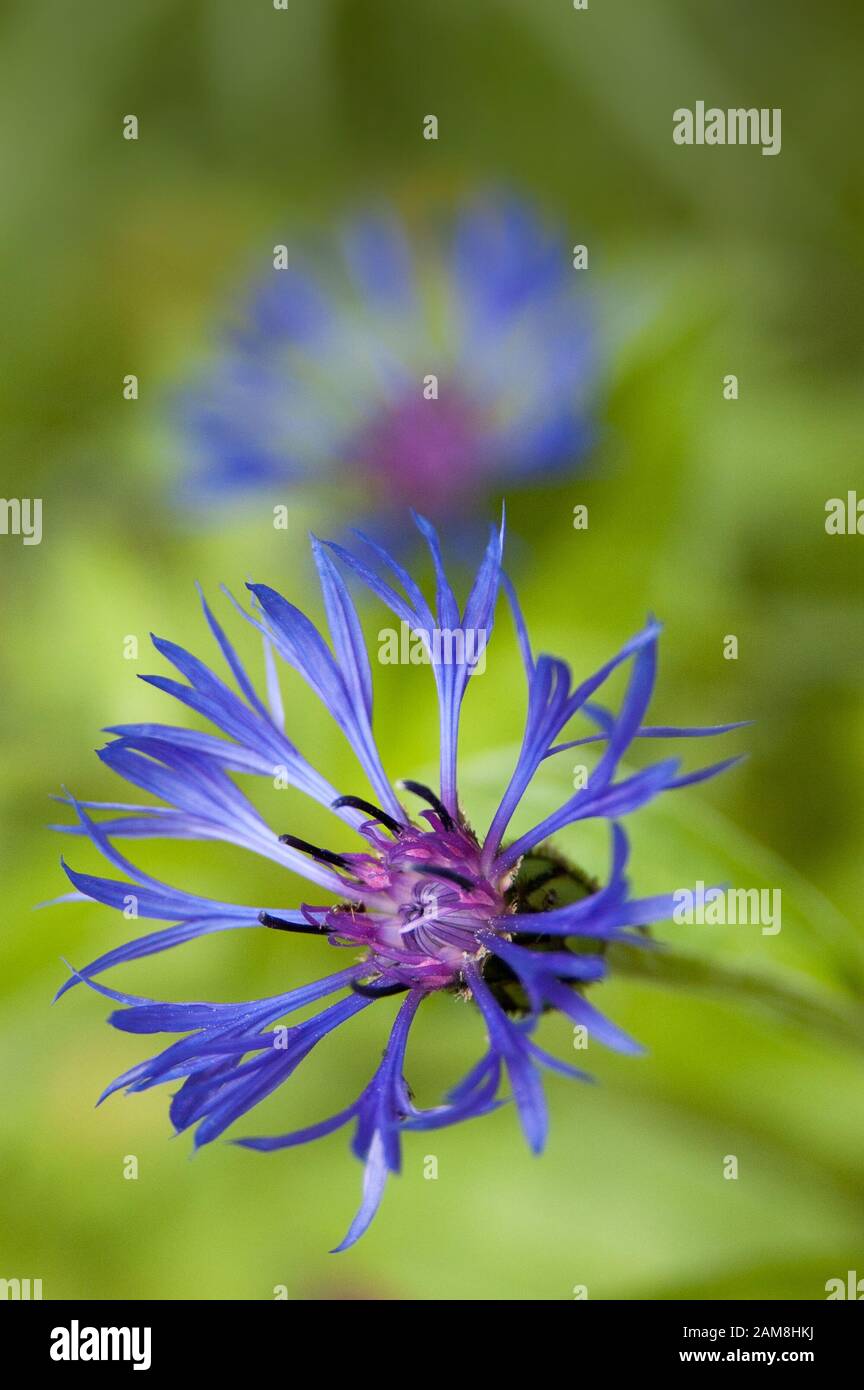 Top view close up detail of purple Cornflower petals growing in a ...